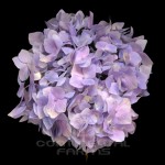 Hydrangea Lavender | Continental Farms