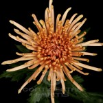 Spider Mum Alis | Continental Farms