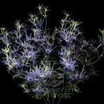 Eryngium Blue Bell | Continental Farms