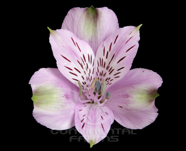 Alstroemeria Stratus | Continental Farms