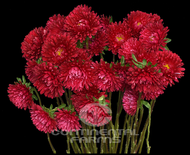 Red Aster