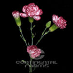 Mini Carnation Mini-Bacarat | Continental Farms