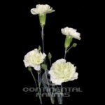 Mini Carnation Tuparro | Continental Farms