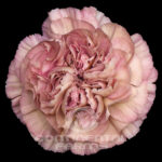Carnation Lege Pink | Continental Farms