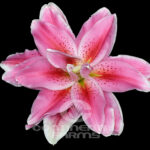 Roselily Elena | Continental Farms