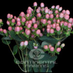Hypericum Pacific Pink | Continental Farms