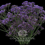 LIMONIUM ENCHANTÉ | Continental Farms