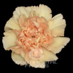Carnation Antibes | Continental Farms