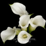 Mini Calla Crystal Clear | Continental Farms
