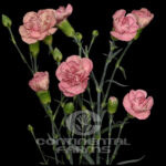 Mini Carnation Miss Rose Continental Farms